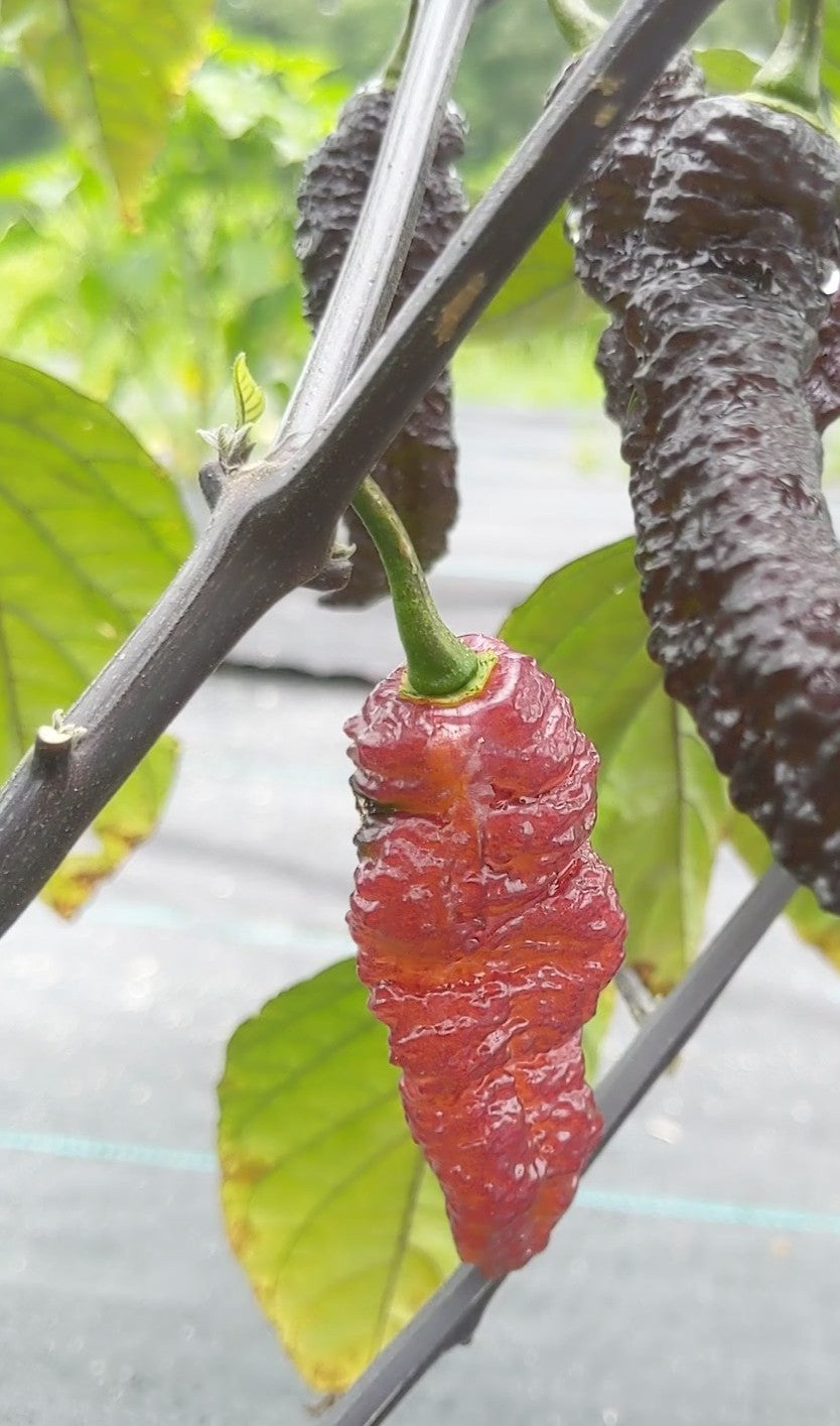 Single-variety boxes – Blue Ridge Pepper Patch