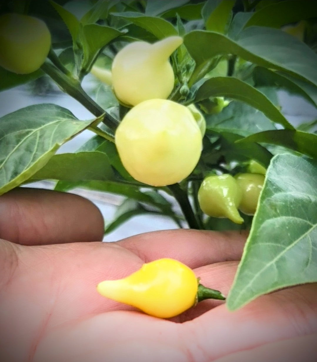 Tropical flavors blend – Blue Ridge Pepper Patch