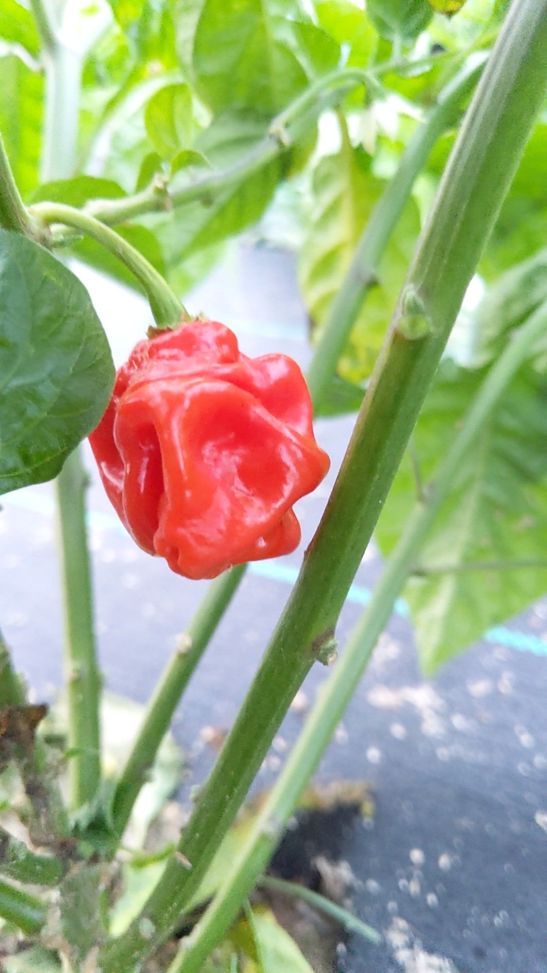 Single-variety boxes – Blue Ridge Pepper Patch